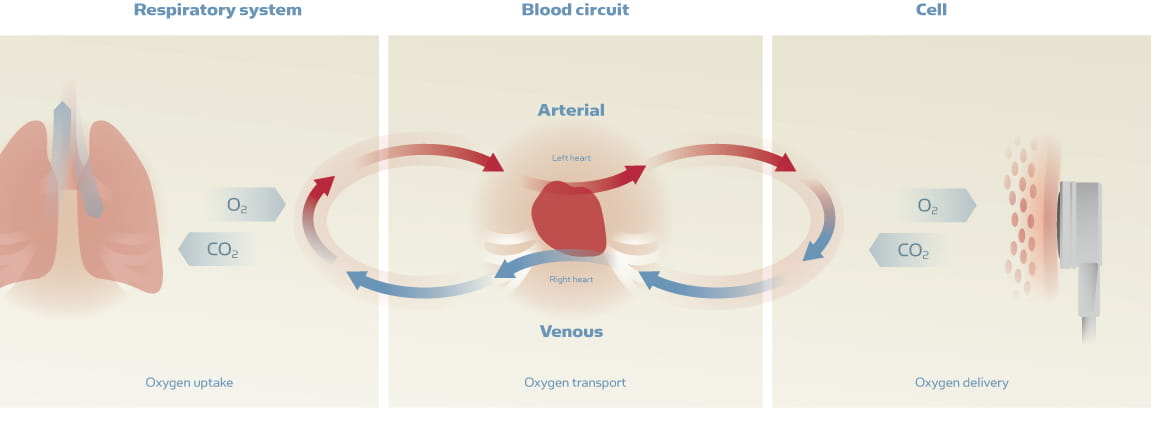 Principles of transcutaneous monitoring - Radiometer